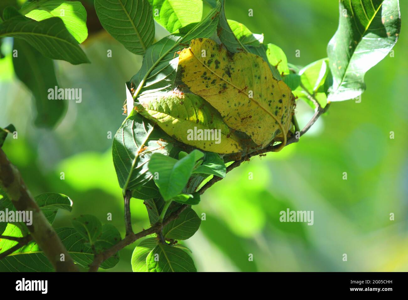 weaver ants nest on the tree. Weaver ants live in trees (they are ...