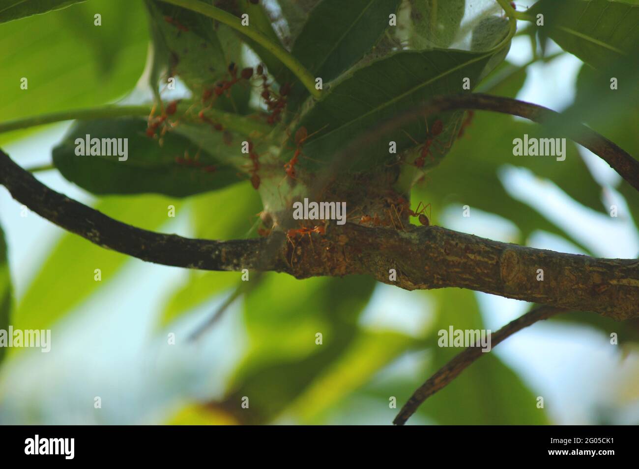 weaver ants nest on the tree. Weaver ants live in trees (they are ...