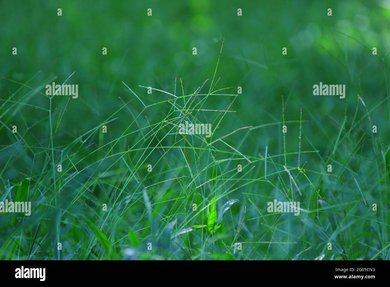 Gramineae poaceae family hi-res stock photography and images - Alamy
