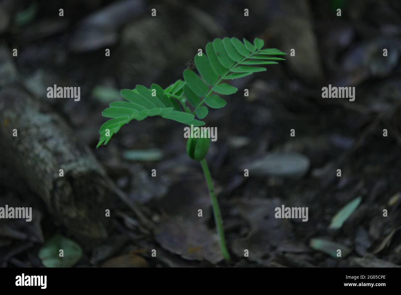 Leguminous tree hi-res stock photography and images - Alamy