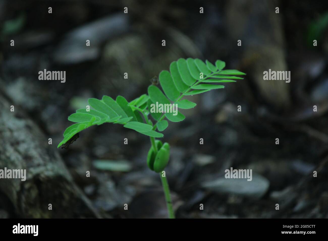 Tamarind is a leguminous tree bearing edible fruit that is indigenous ...