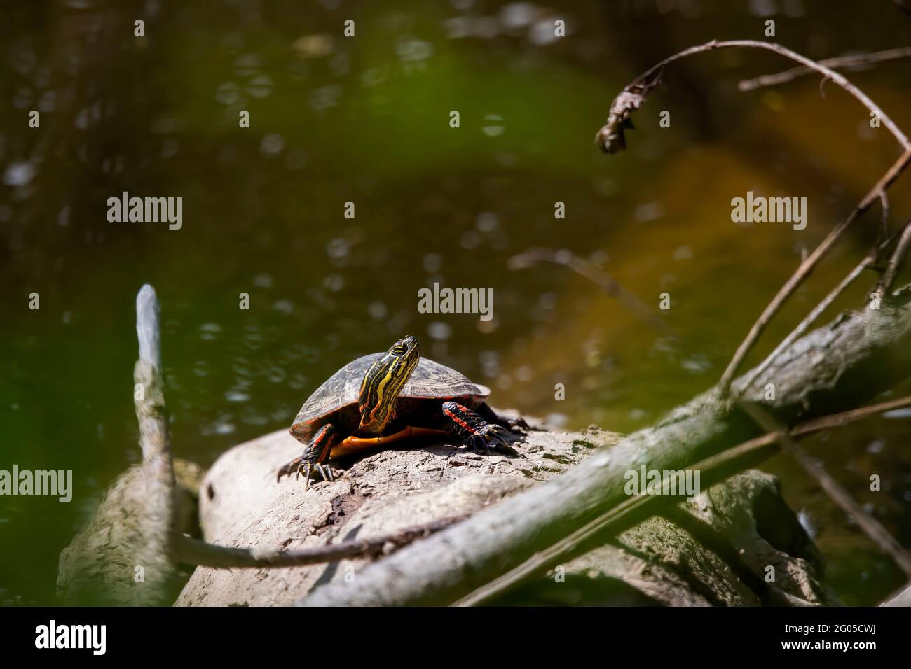The painted turtle (Chrysemys picta), American native animal Stock ...