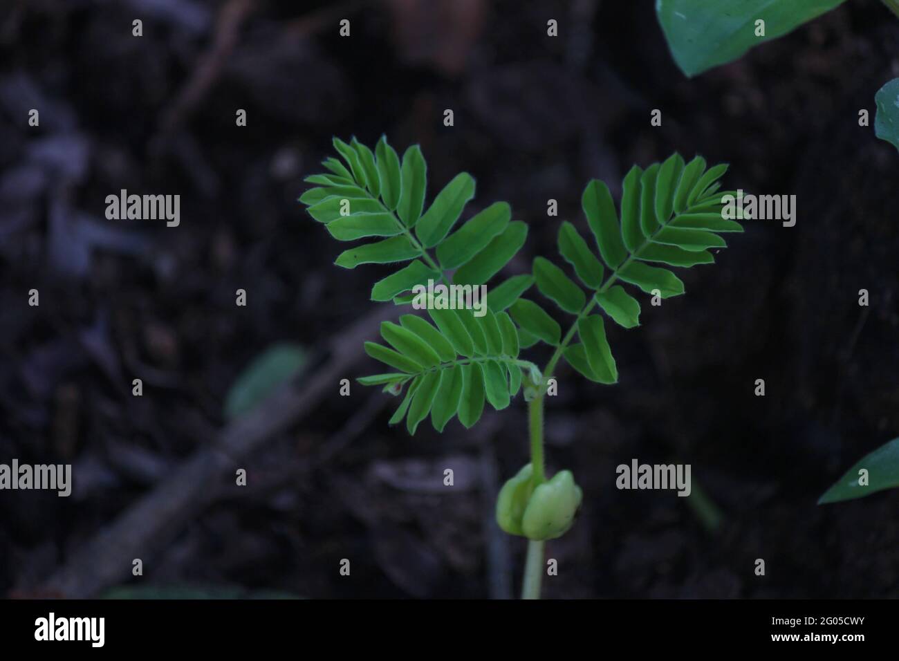 Leguminous tree hi-res stock photography and images - Alamy