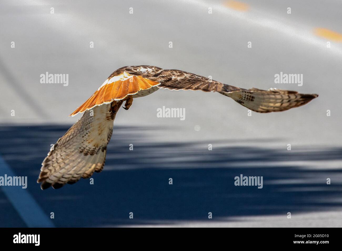 The red tailed hawk in flight. Scene during nesting Stock Photo - Alamy