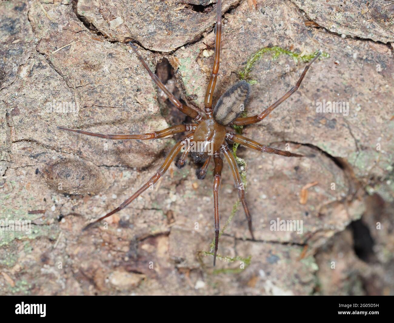 Callobius pictus or similar hacklemesh weaver spider Stock Photo - Alamy