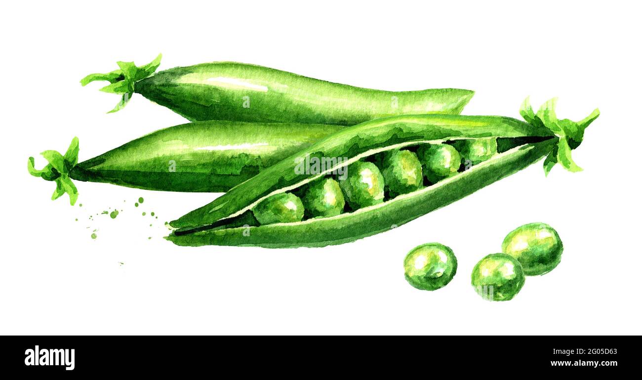 Green peas. Watercolor hand drawn illustration, isolated on white ...