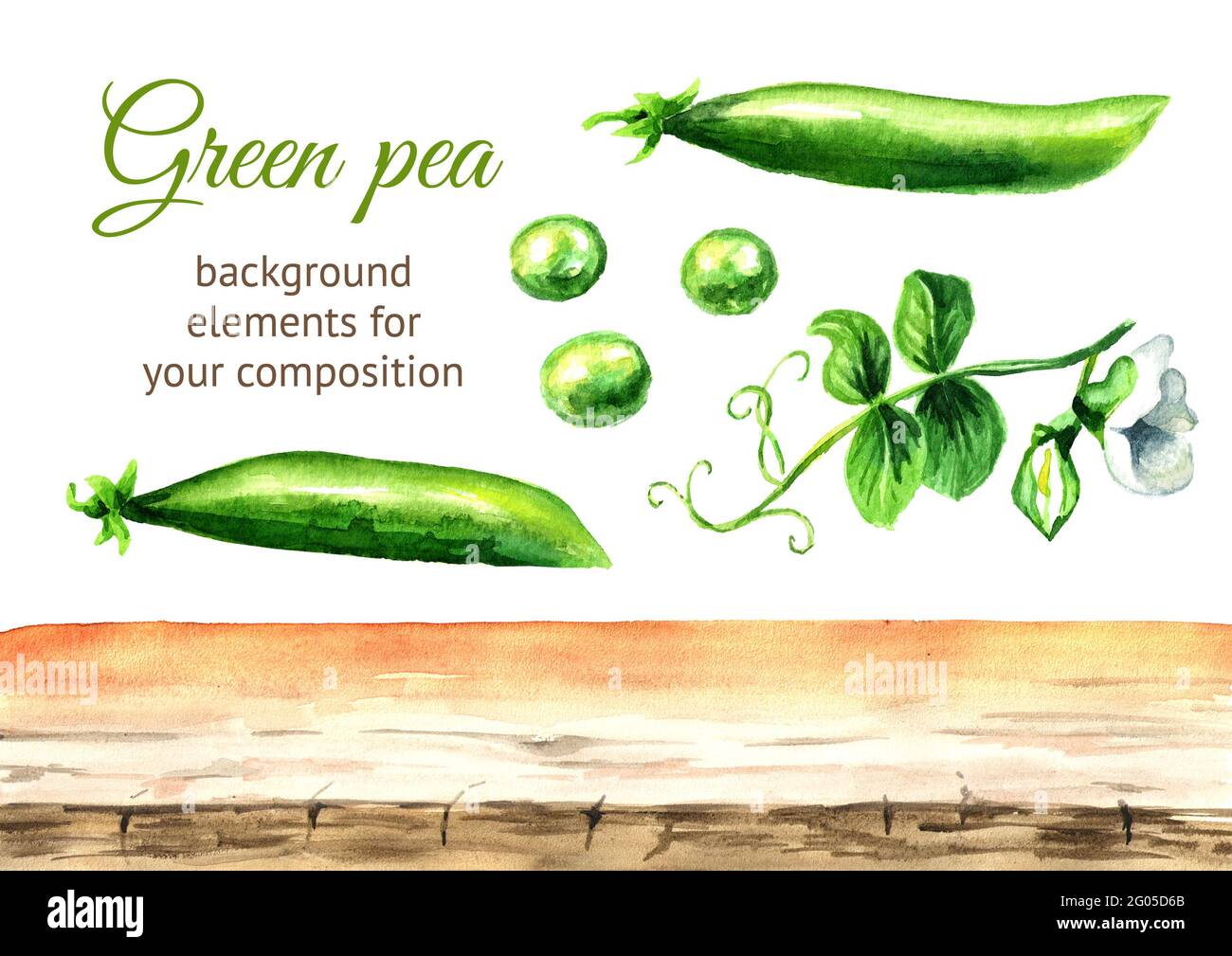 Green fresh peas background elements. Watercolor hand drawn ...