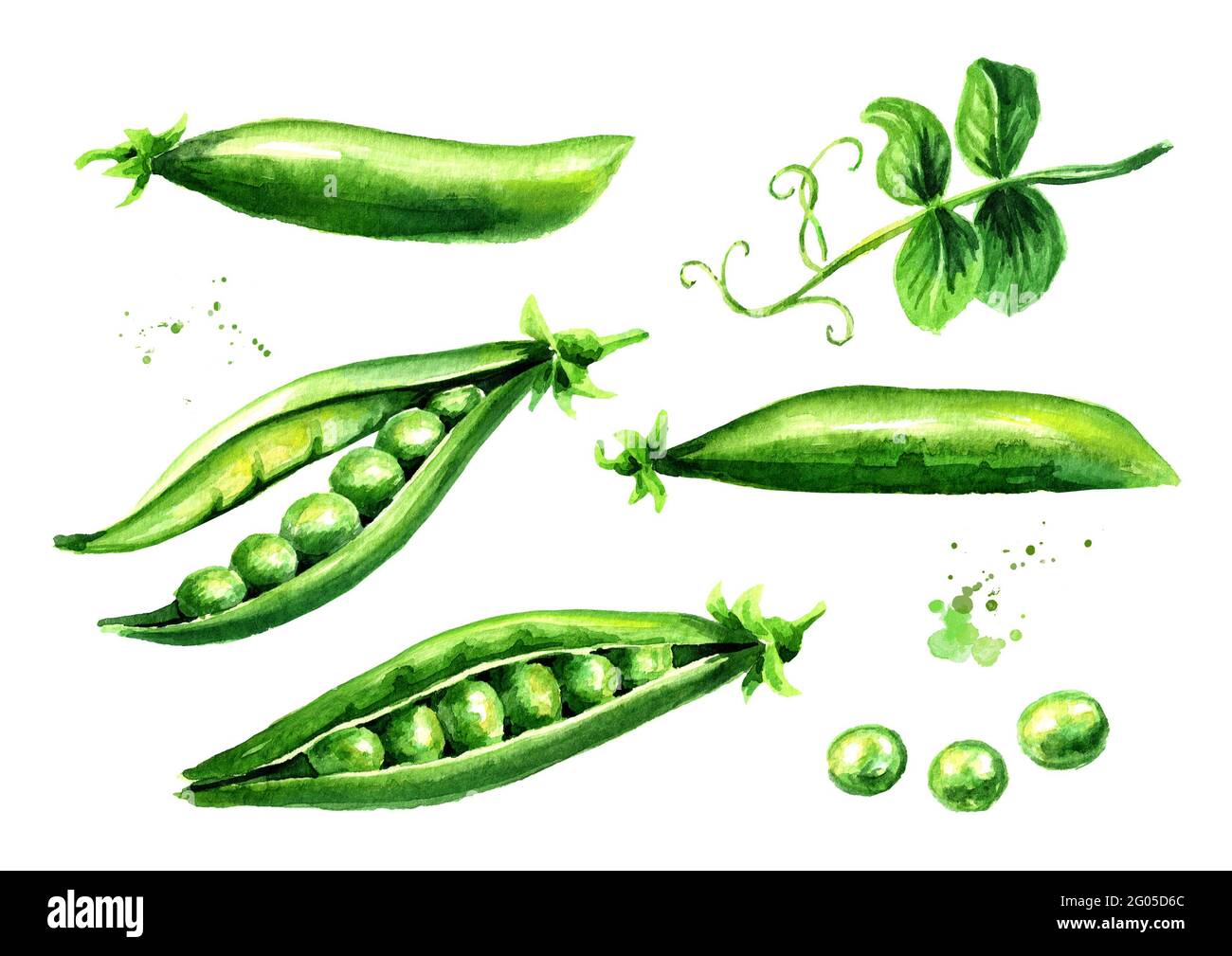 Green peas set, Watercolor hand drawn illustration isolated on white ...