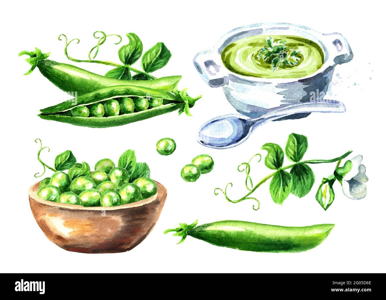 Green peas set, Watercolor hand drawn illustration, isolated on white ...