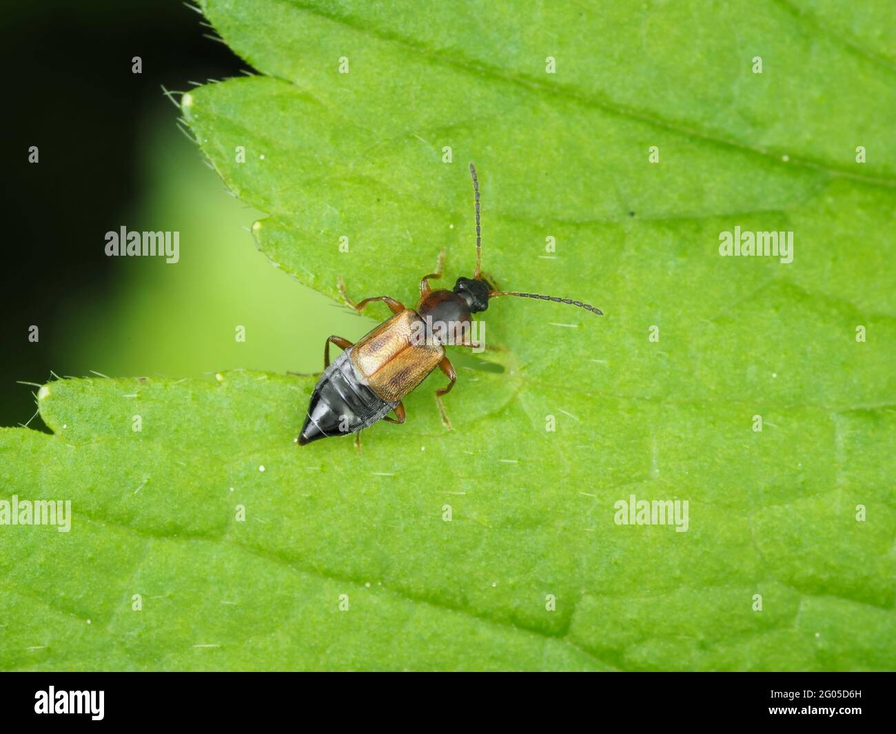 Staphylinidae beetles hi-res stock photography and images - Alamy