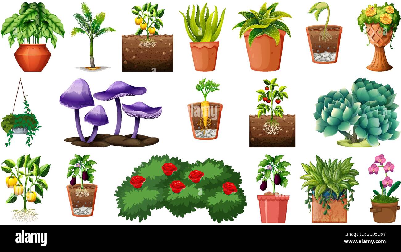 Set of different plants in pots isolated on white background ...