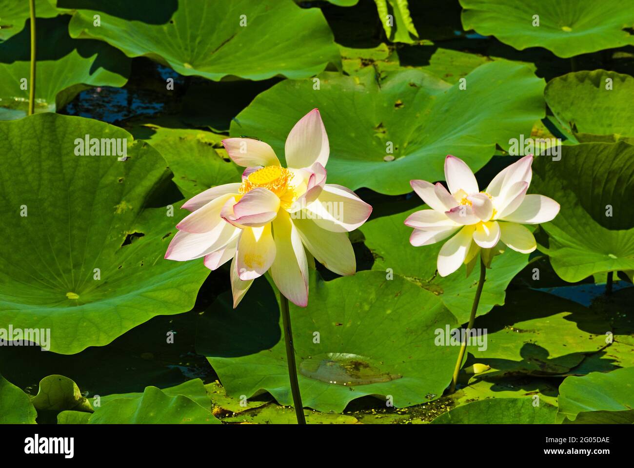Beautiful lotus flowers bloom on the water Stock Photo - Alamy