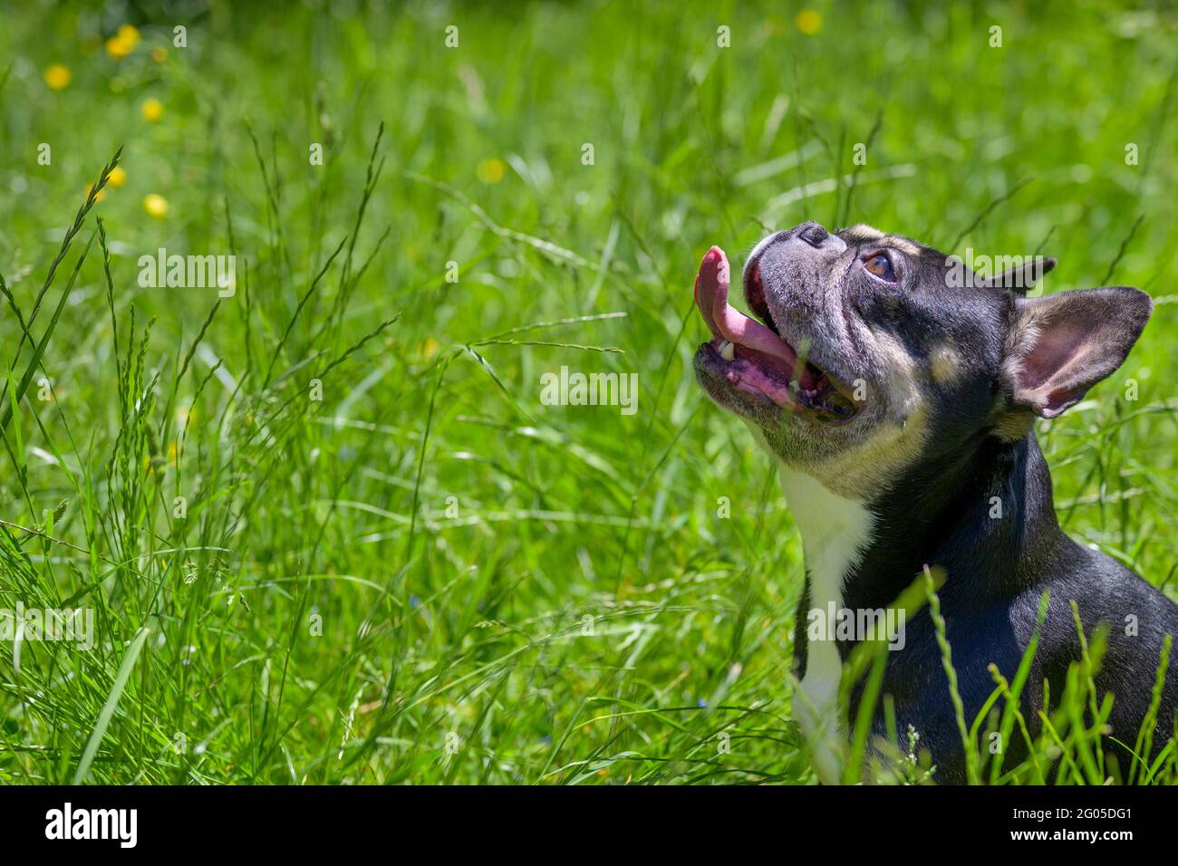 Expectant little dog panting with tongue out while looking up waiting ...