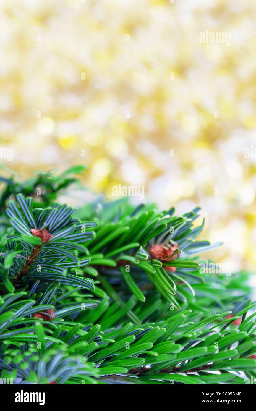 Decorative snowflake natural fir hi-res stock photography and images ...