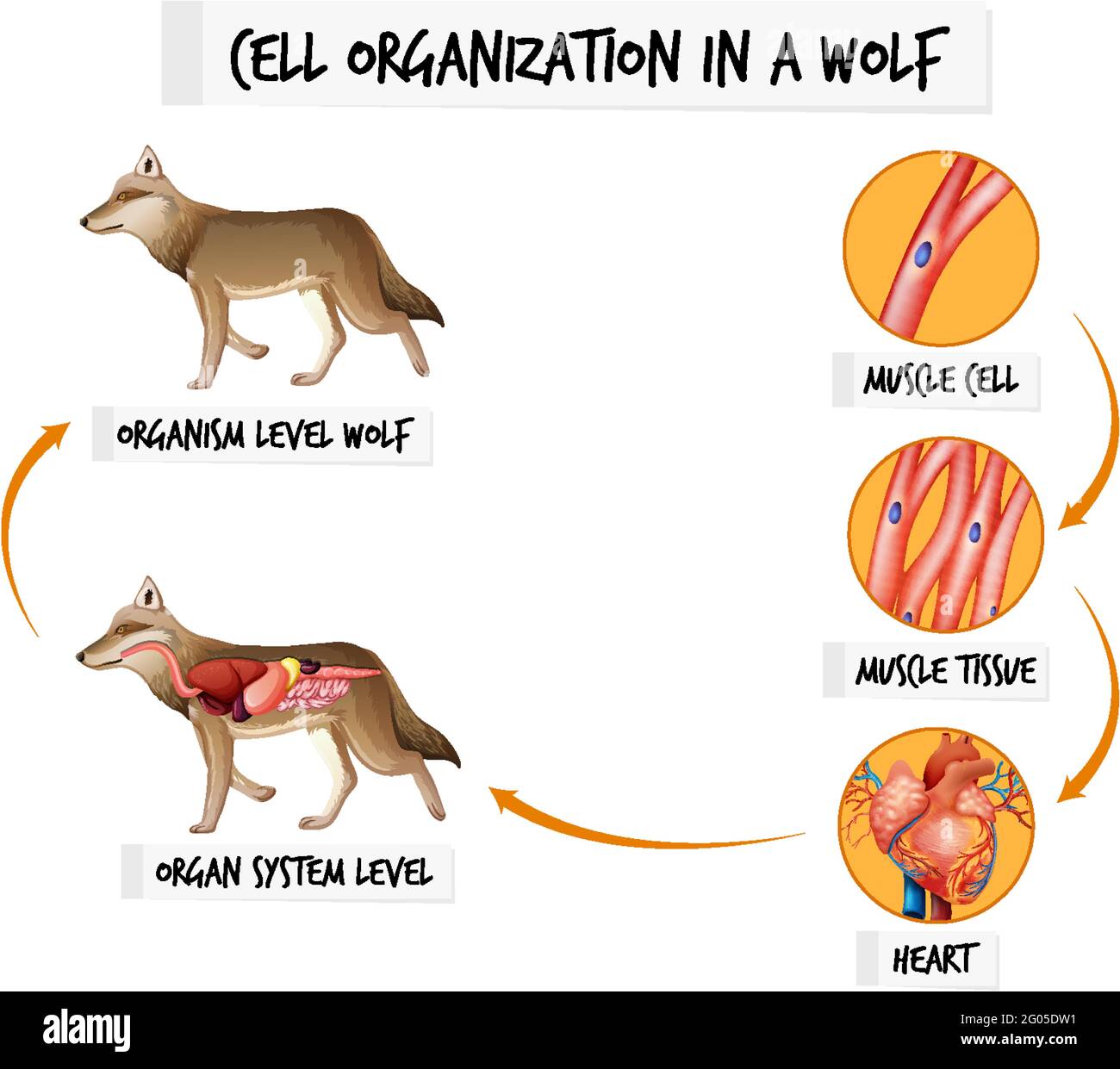 Wolf Diagram