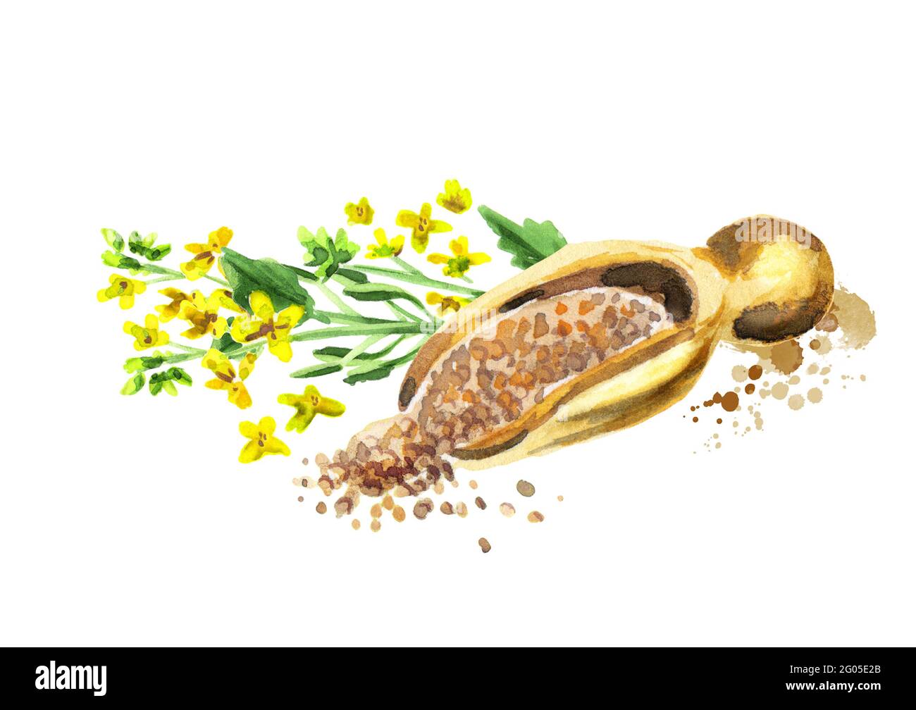 Mustard plant and seed. Hand drawn watercolor Stock Photo - Alamy