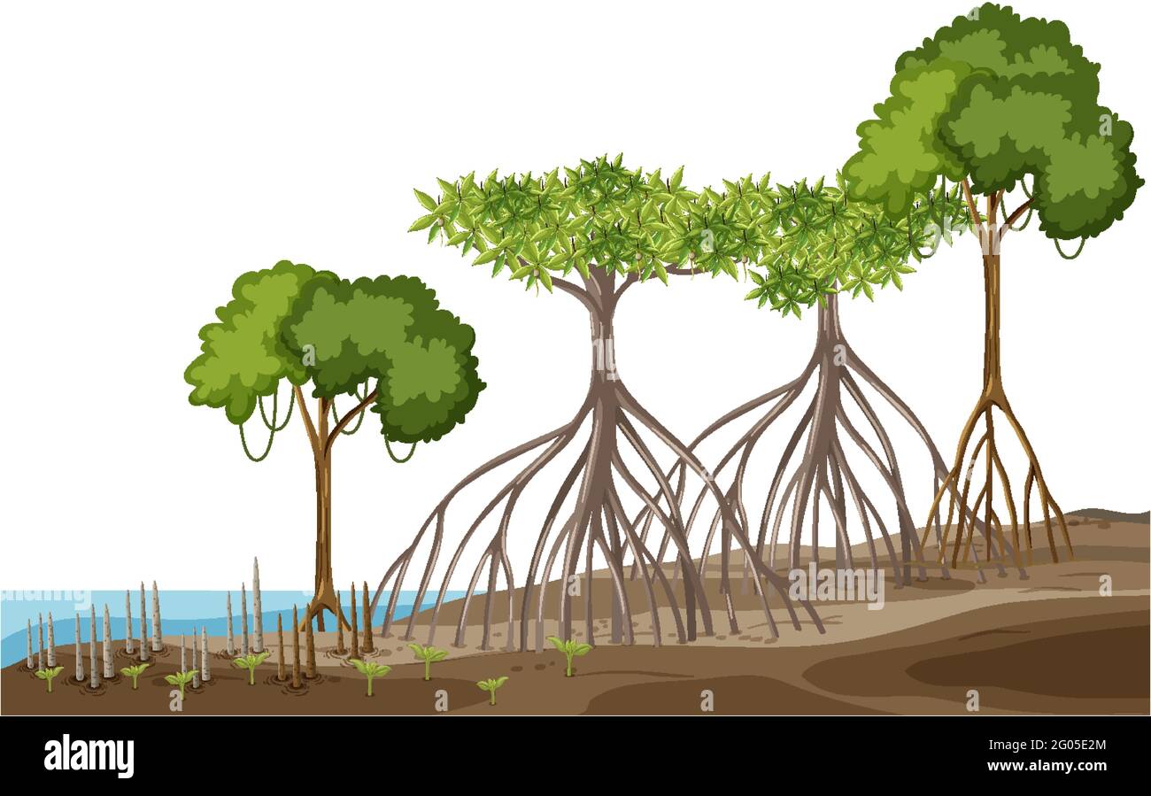 Mangrove Clipart