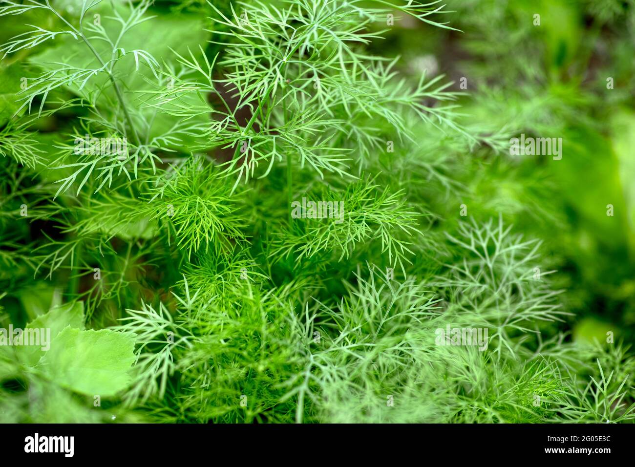 Dill seedling hi-res stock photography and images - Alamy