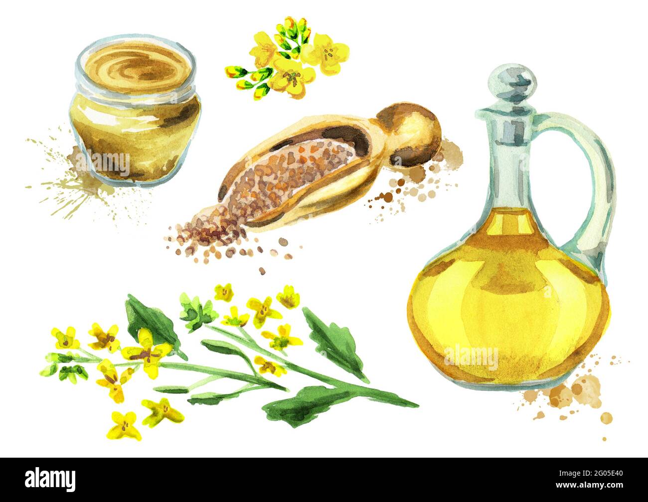 Mustard set with plant, oil, seasoning and seed. Hand drawn watercolor ...