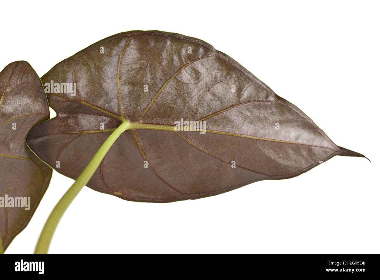 Lower dark red side of leaf of exotic 'Alocasia Wentii' houseplant ...