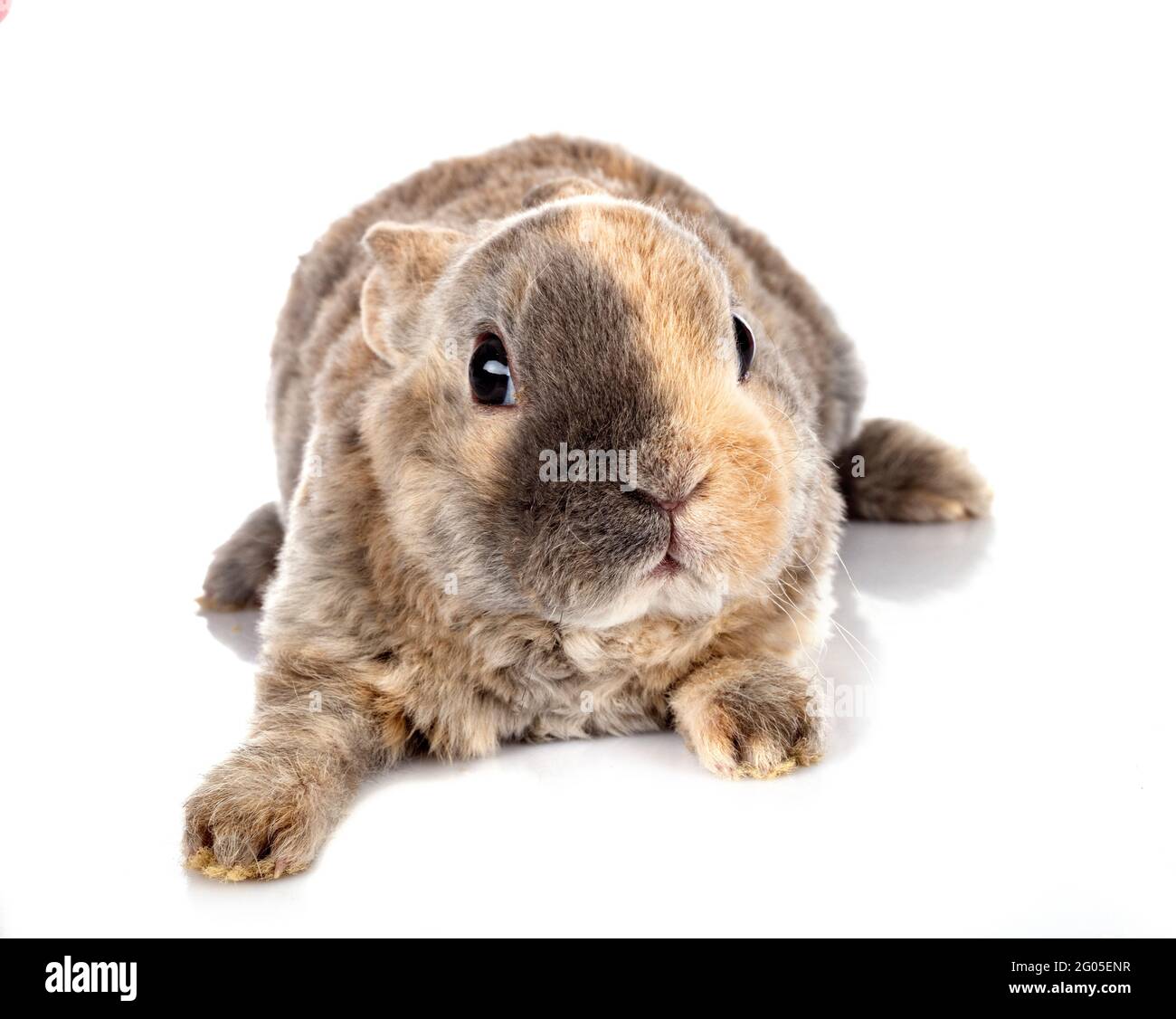 Rex rabbit hi-res stock photography and images - Alamy
