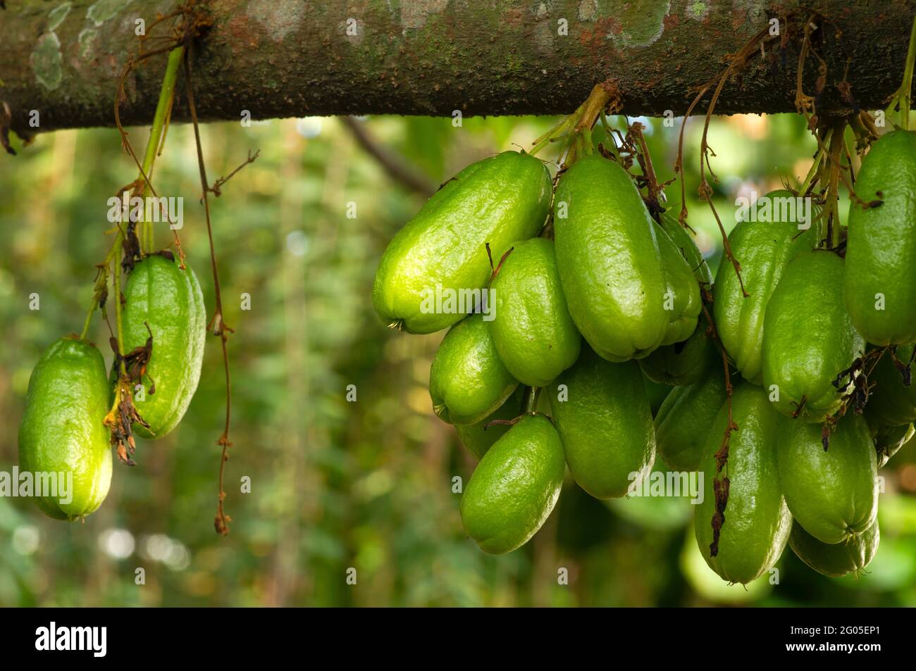 Averrhoa bilimbi hanging on its tree, commonly known as bilimbi ...