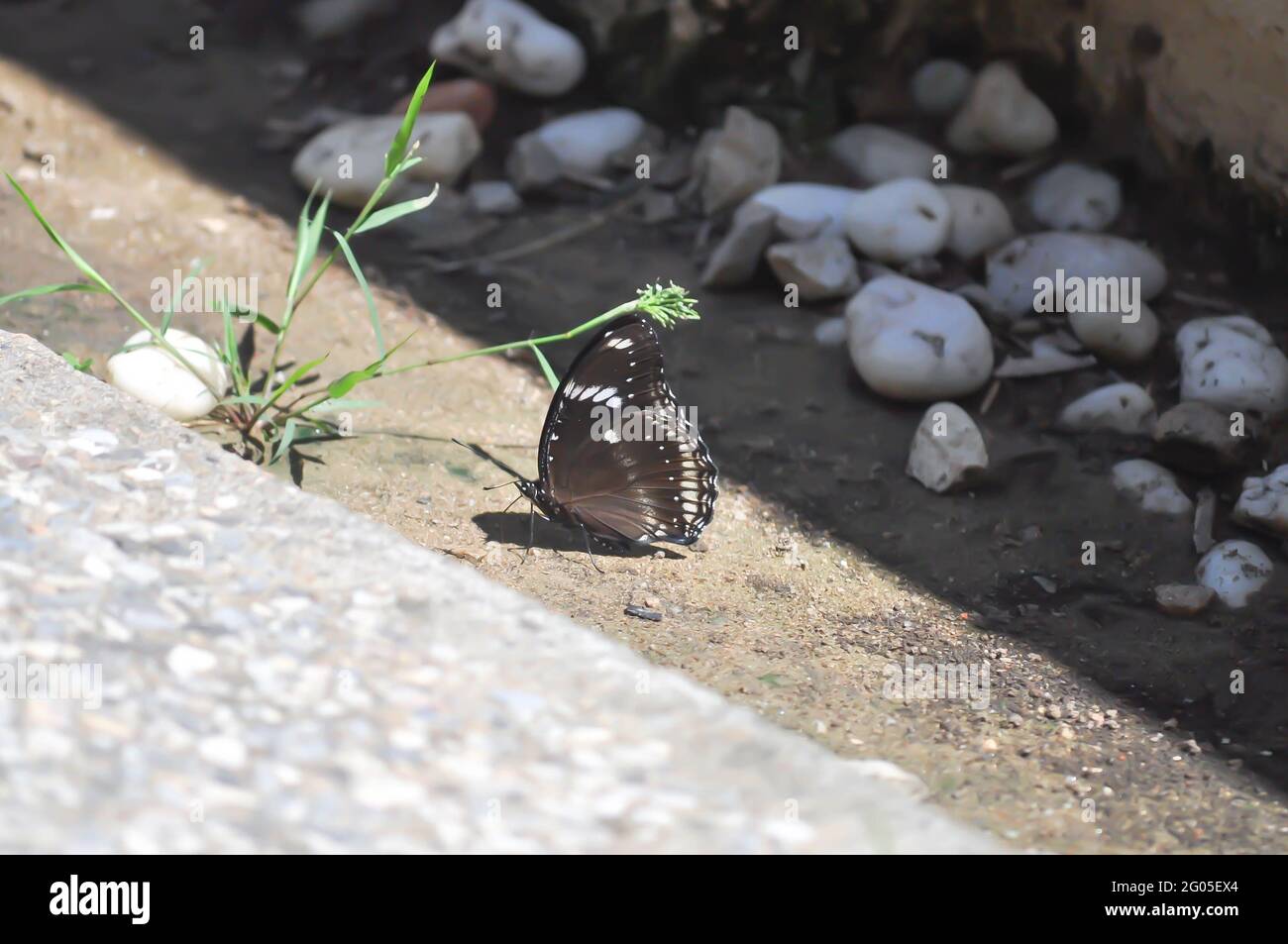 butterfly on the floor, The Magpie Crow Stock Photo - Alamy