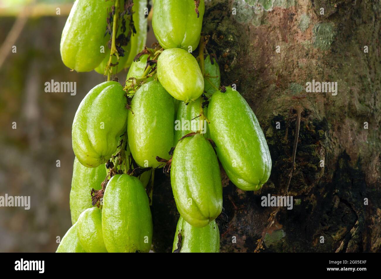 Averrhoa bilimbi hanging on its tree, commonly known as bilimbi ...