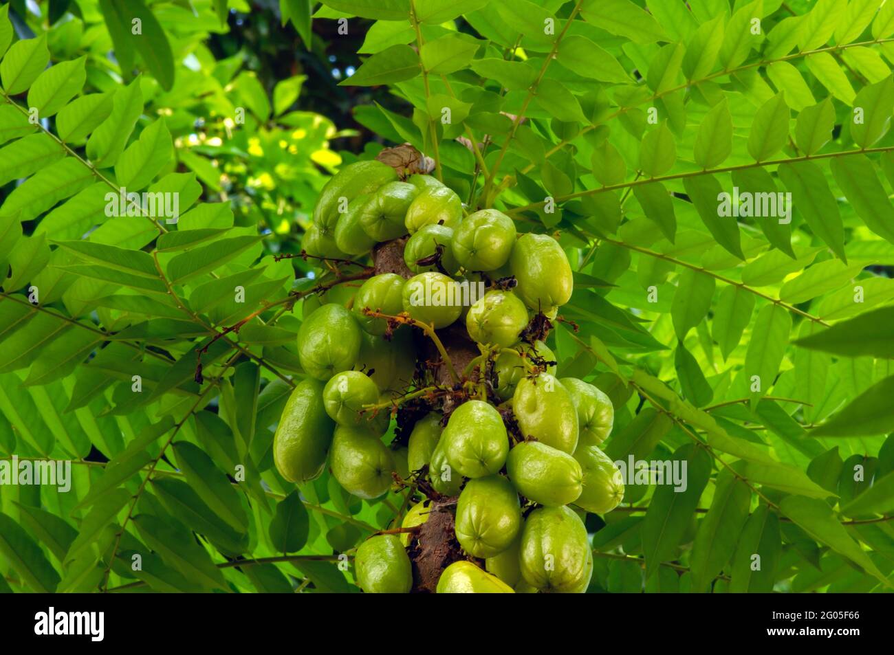 Fruit bearing tree hi-res stock photography and images - Alamy