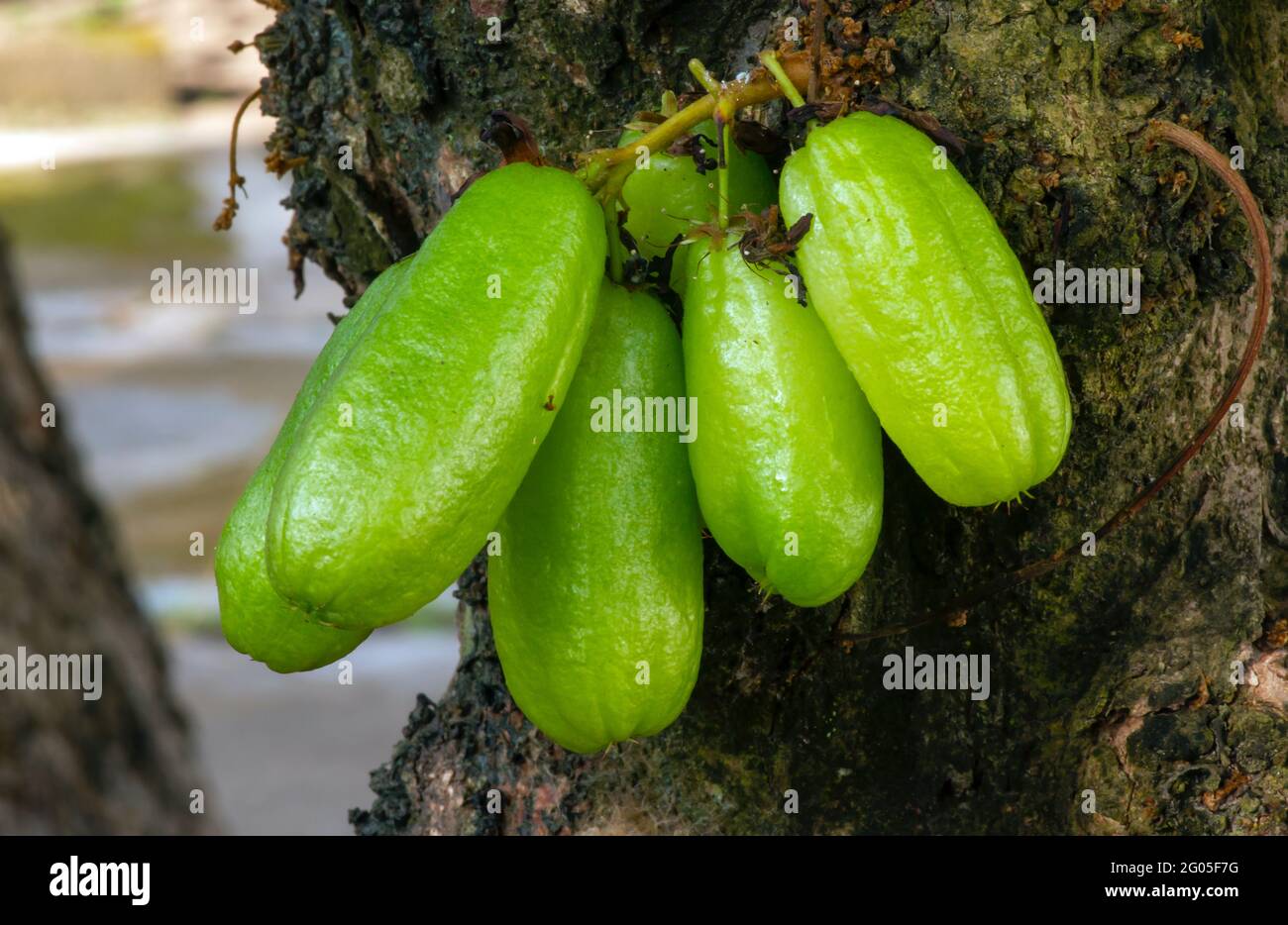 Averrhoa bilimbi hanging on its tree, commonly known as bilimbi ...