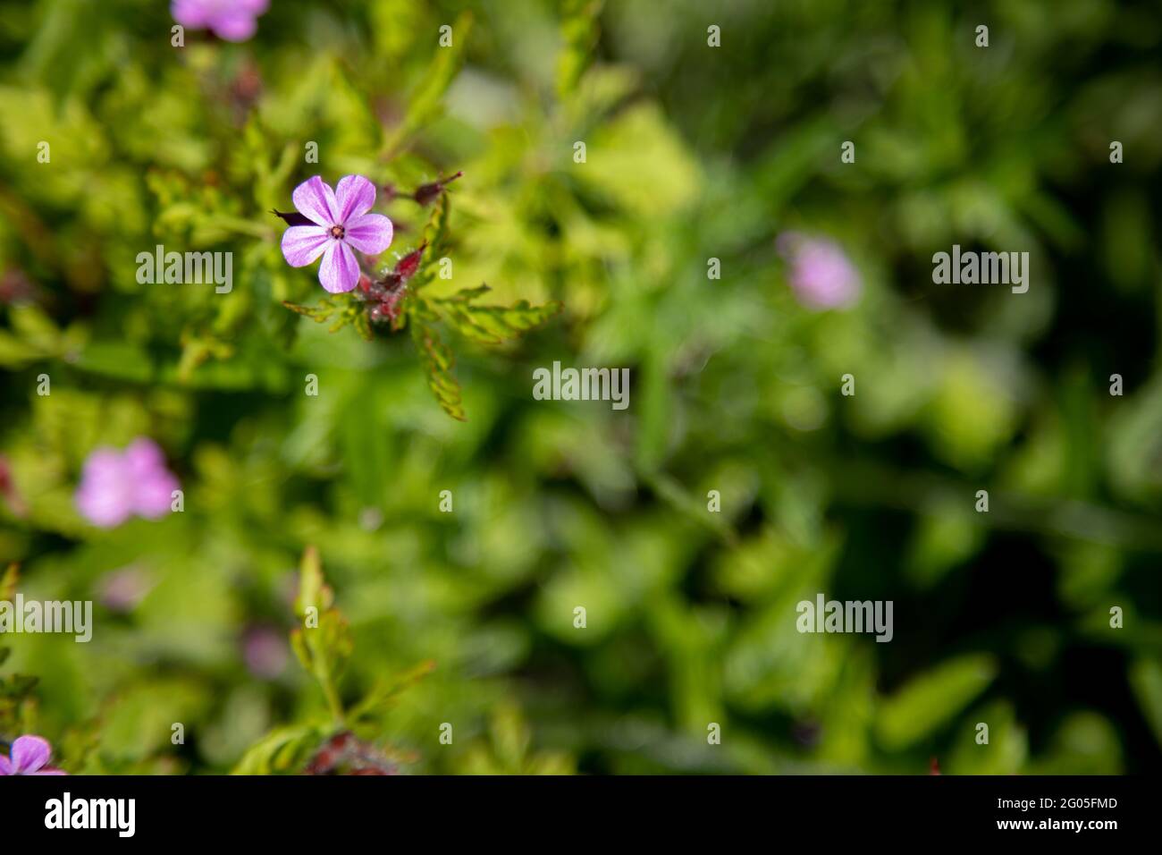 Stinky Bob (Geranium robertianum Stock Photo - Alamy
