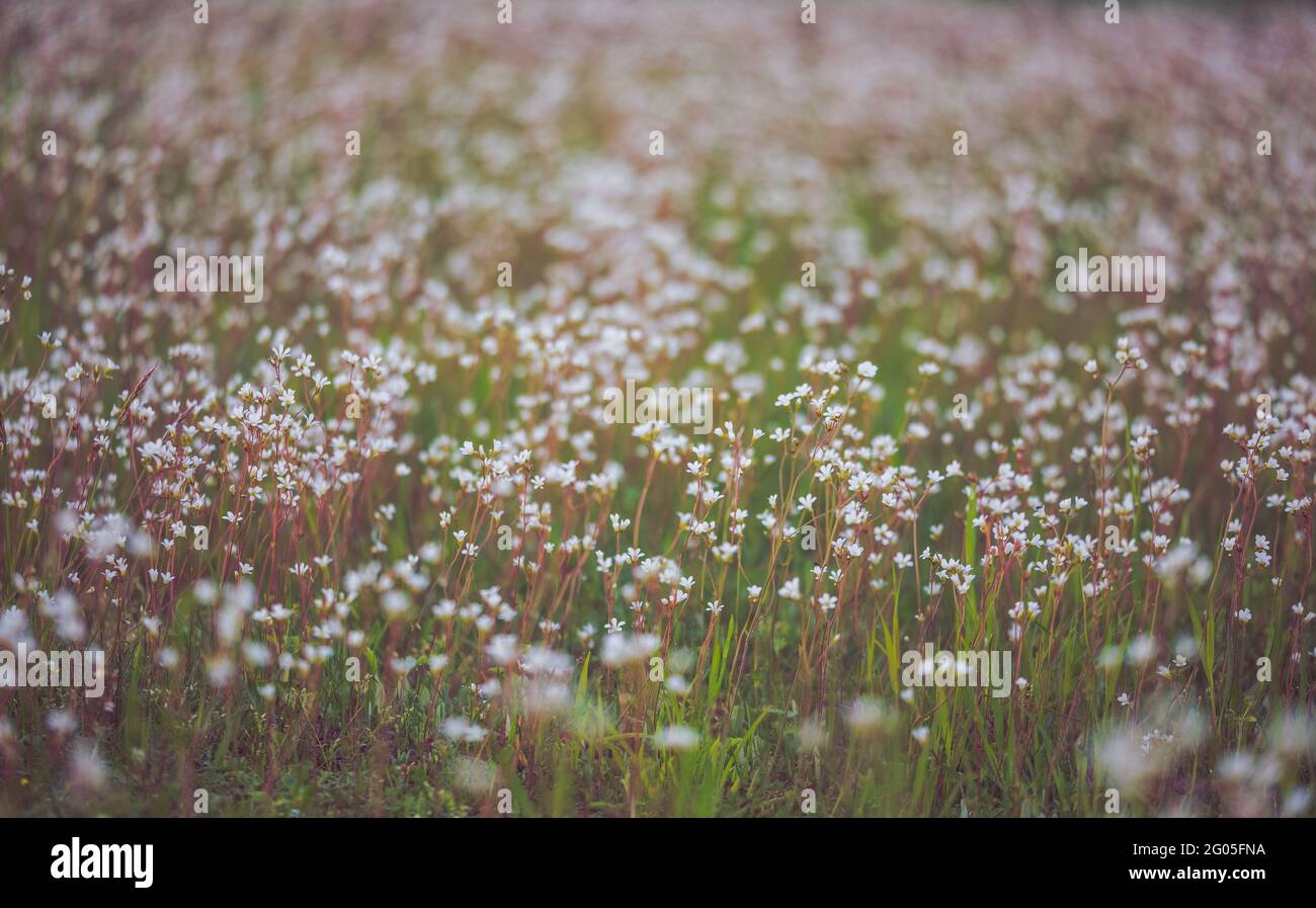 Field of flowers with blurred smooth background Stock Photo - Alamy