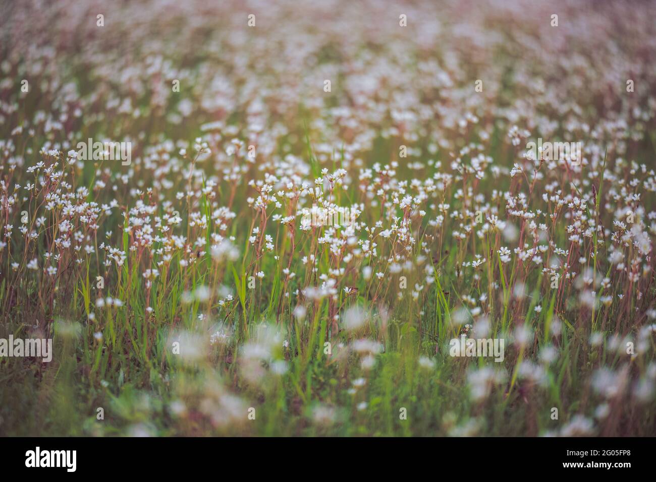 Field of flowers with blurred smooth background Stock Photo - Alamy