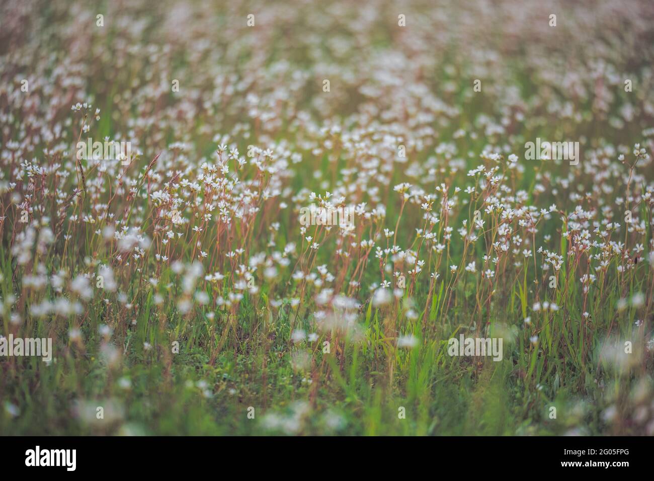 Field of flowers with blurred smooth background Stock Photo - Alamy