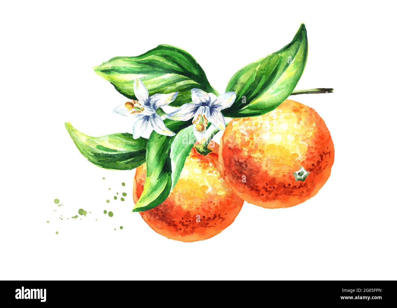 Grapefruit branch with fruits, flowers and leaves. Watercolor hand ...