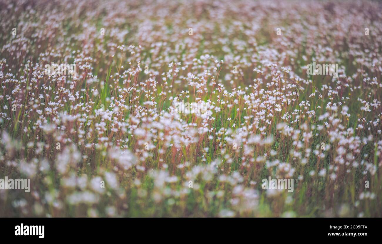 Field of flowers with blurred smooth background Stock Photo - Alamy