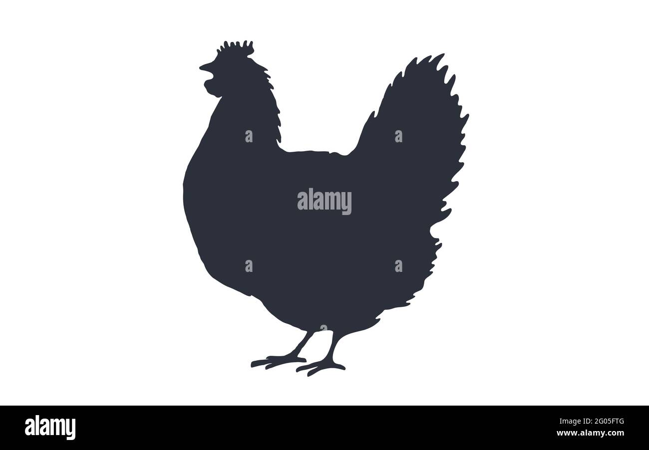 Rooster, chicken, hen, silhouette. Black white silhouette of rooster or ...