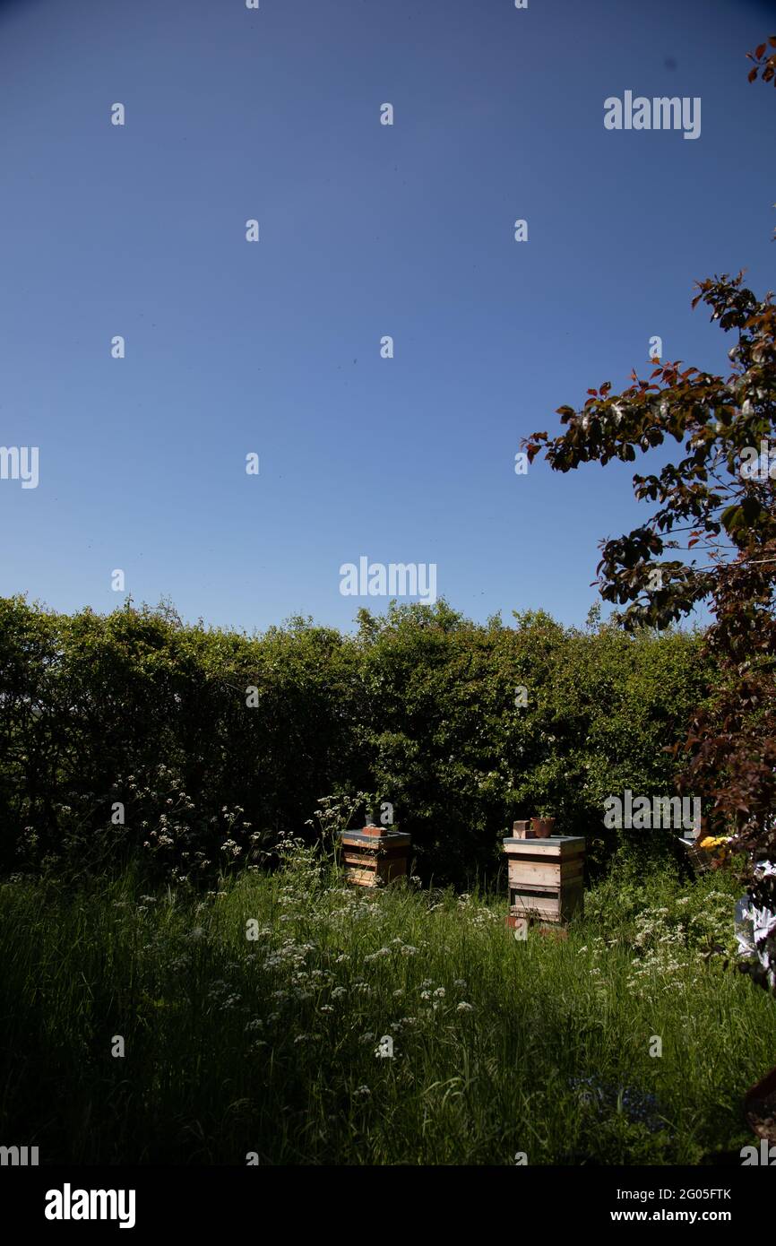 National day of of the honey bee hi-res stock photography and images ...