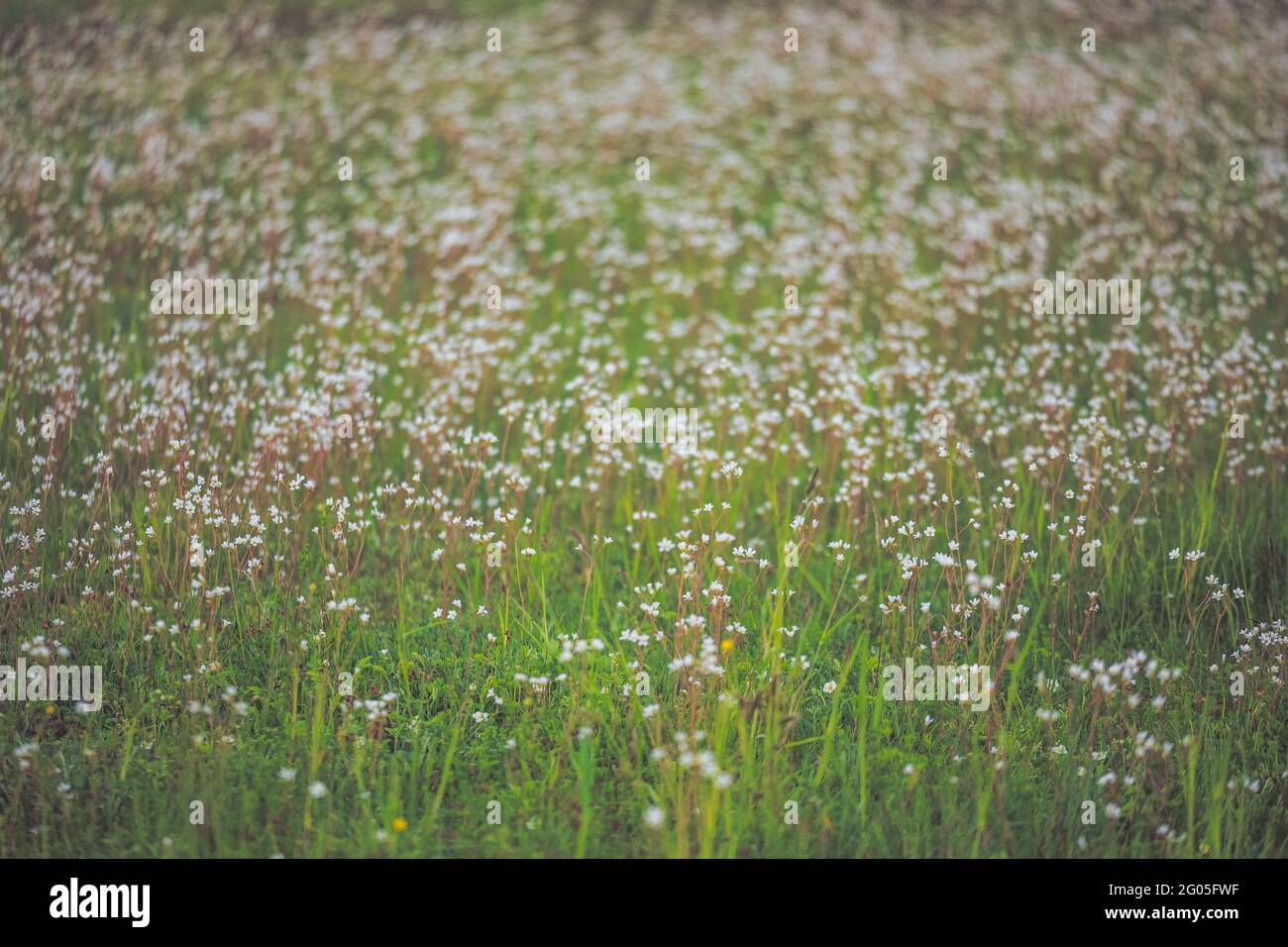 Field of flowers with blurred smooth background Stock Photo - Alamy