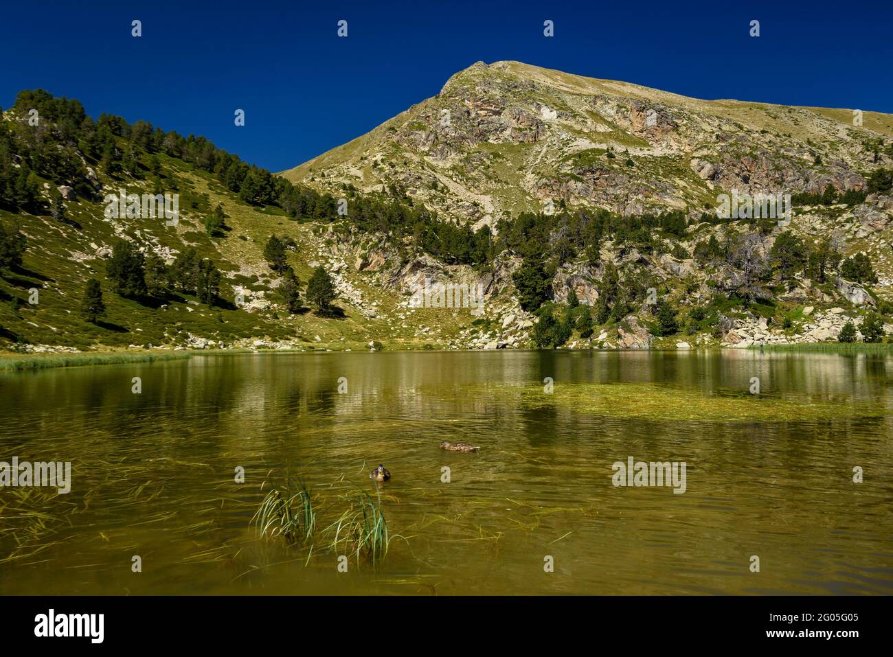 Estany de la pera hi-res stock photography and images - Alamy