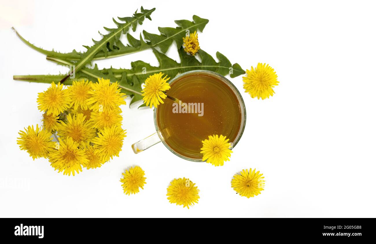 Healthy infusion of dandelion plant, Taraxacum officinale, to purify ...