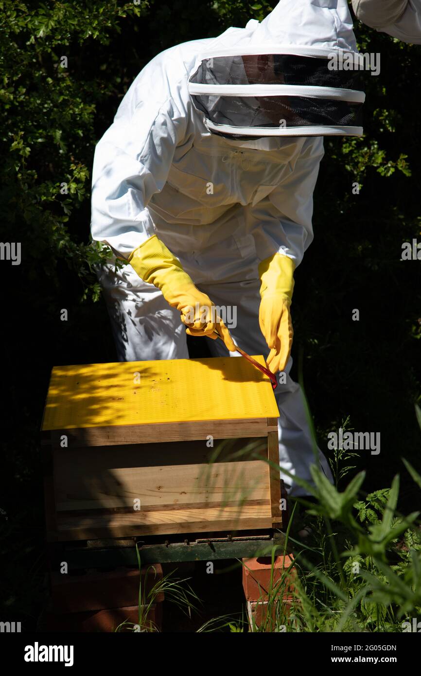 A female beekeeper removing the queen excluder from a British national ...