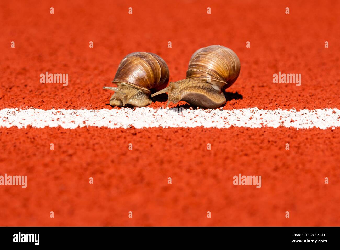 Snails run to the finish line. Snails race on sports track near the ...