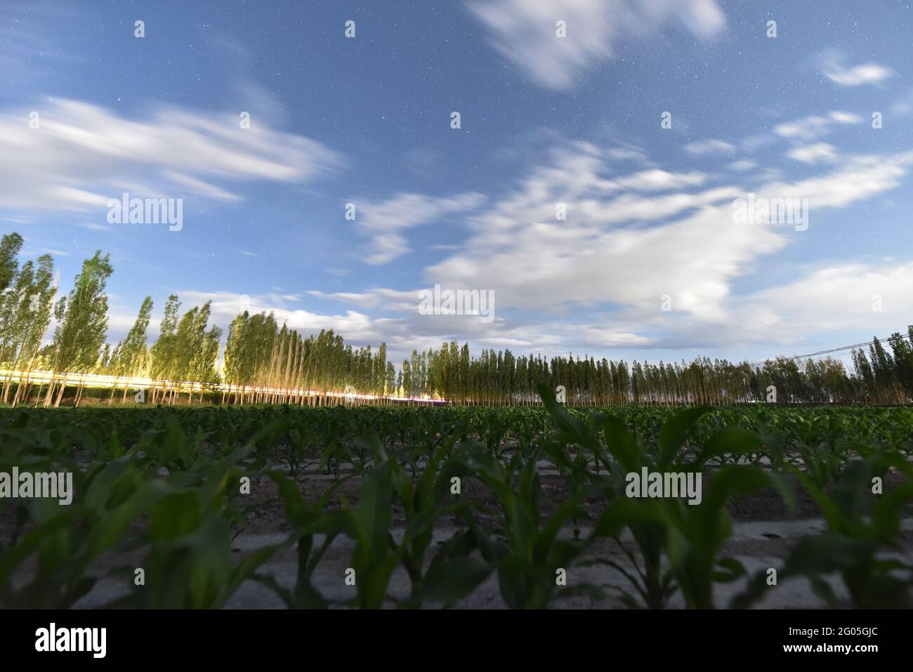 HEJING, CHINA - MAY 30, 2021 - High-standard farmland is seen under the ...