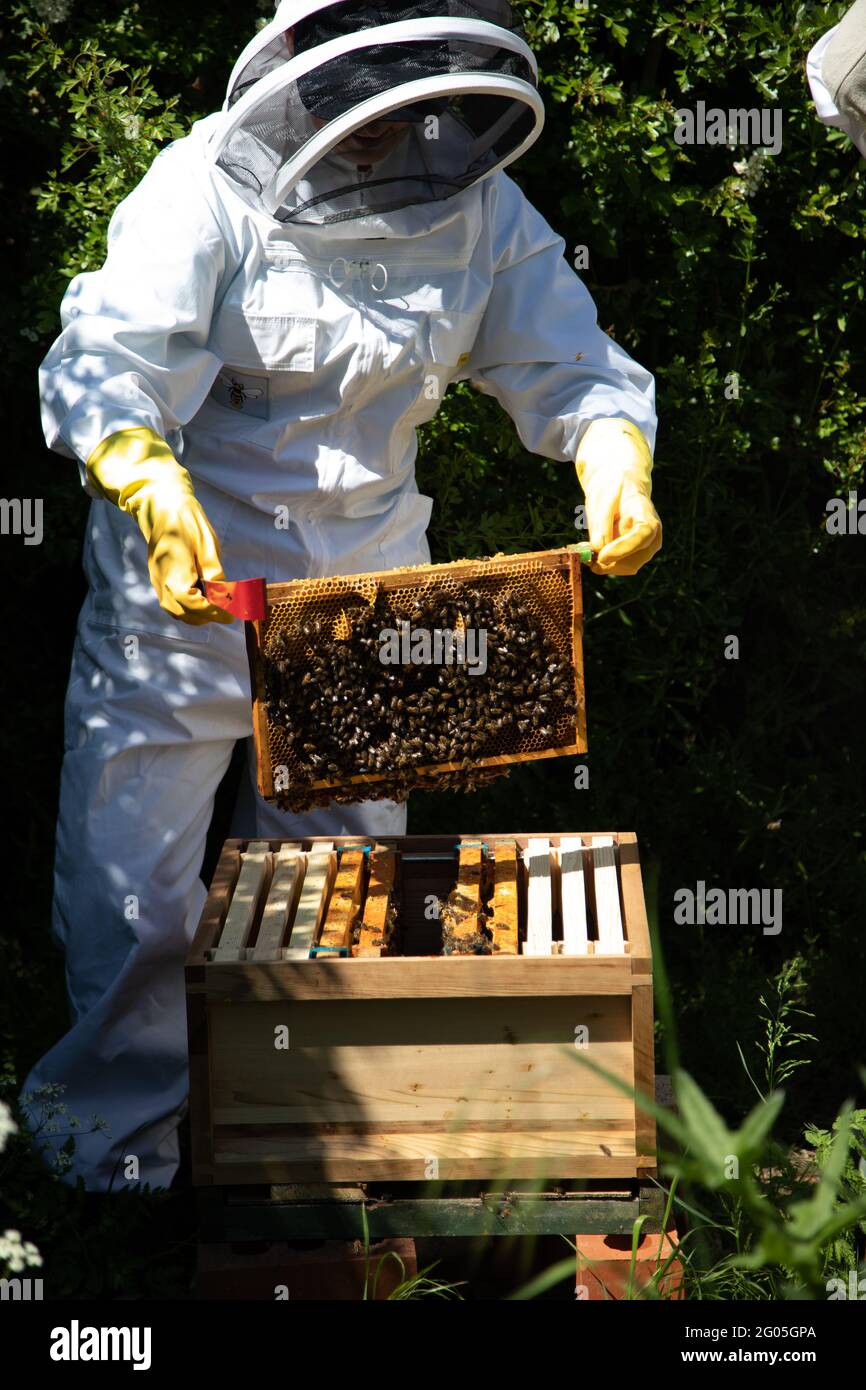 A female beekeeper inspecting a brood frame Stock Photo - Alamy A female beekeeper inspecting a brood frame Stock Photo - Alamy