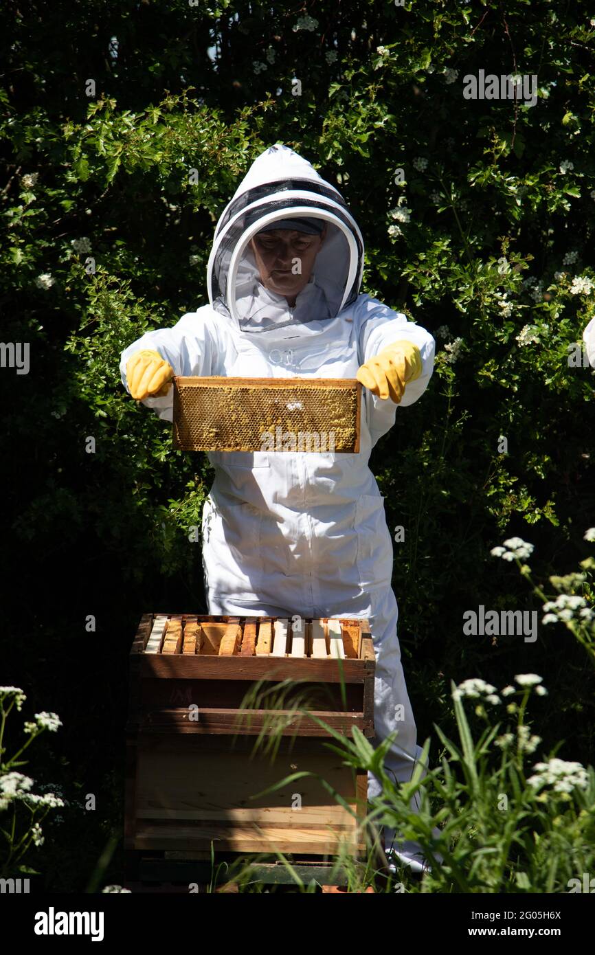 A female beekeeper holding up a super frame with capped honey cells for ...