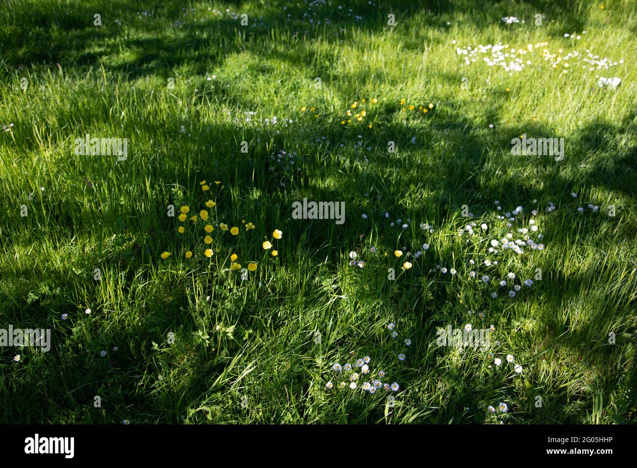 Untended grass hi-res stock photography and images - Alamy