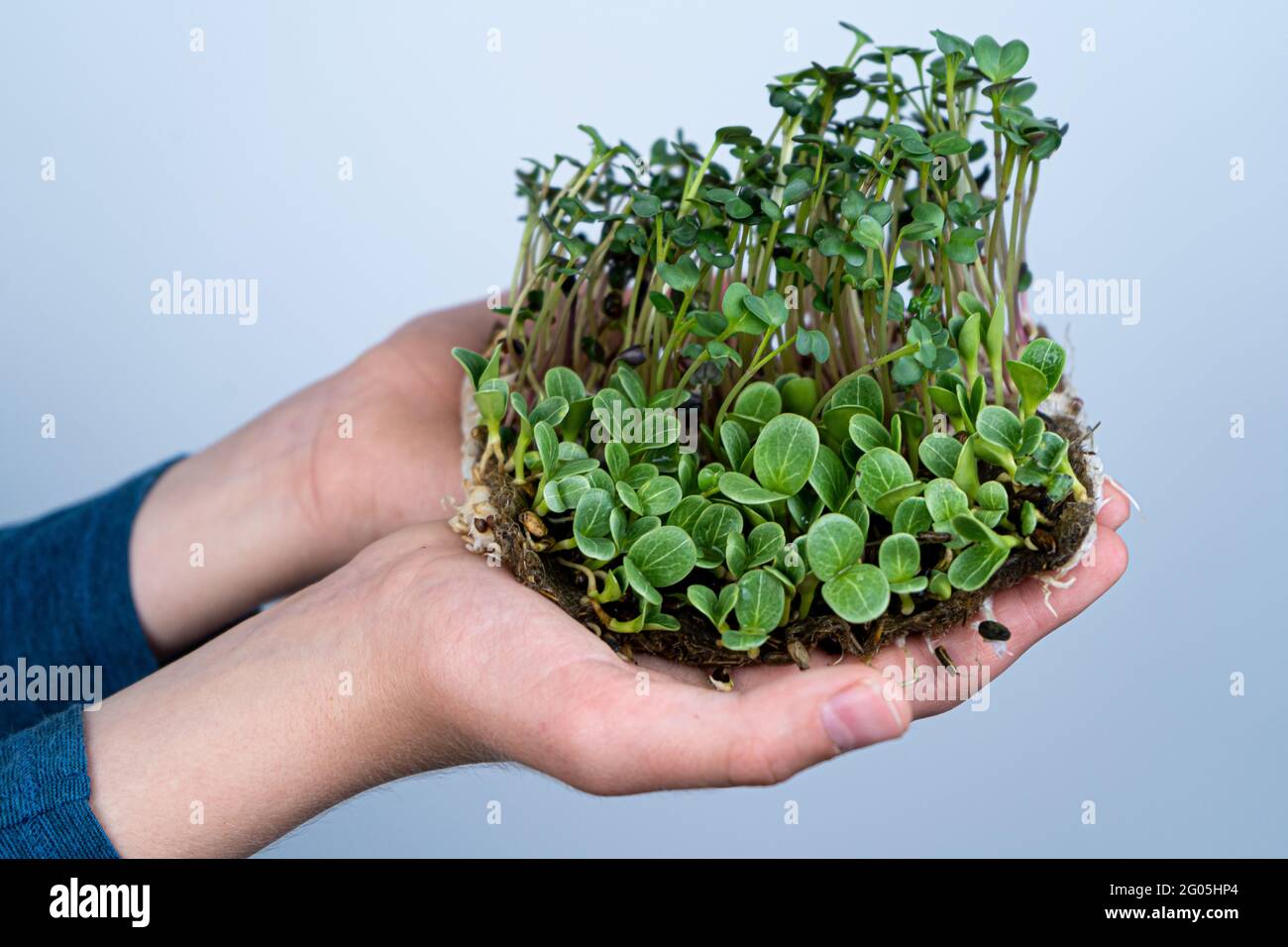 Hold the microgreen in hands. Milk thistle and radish. Sprouted sprouts ...