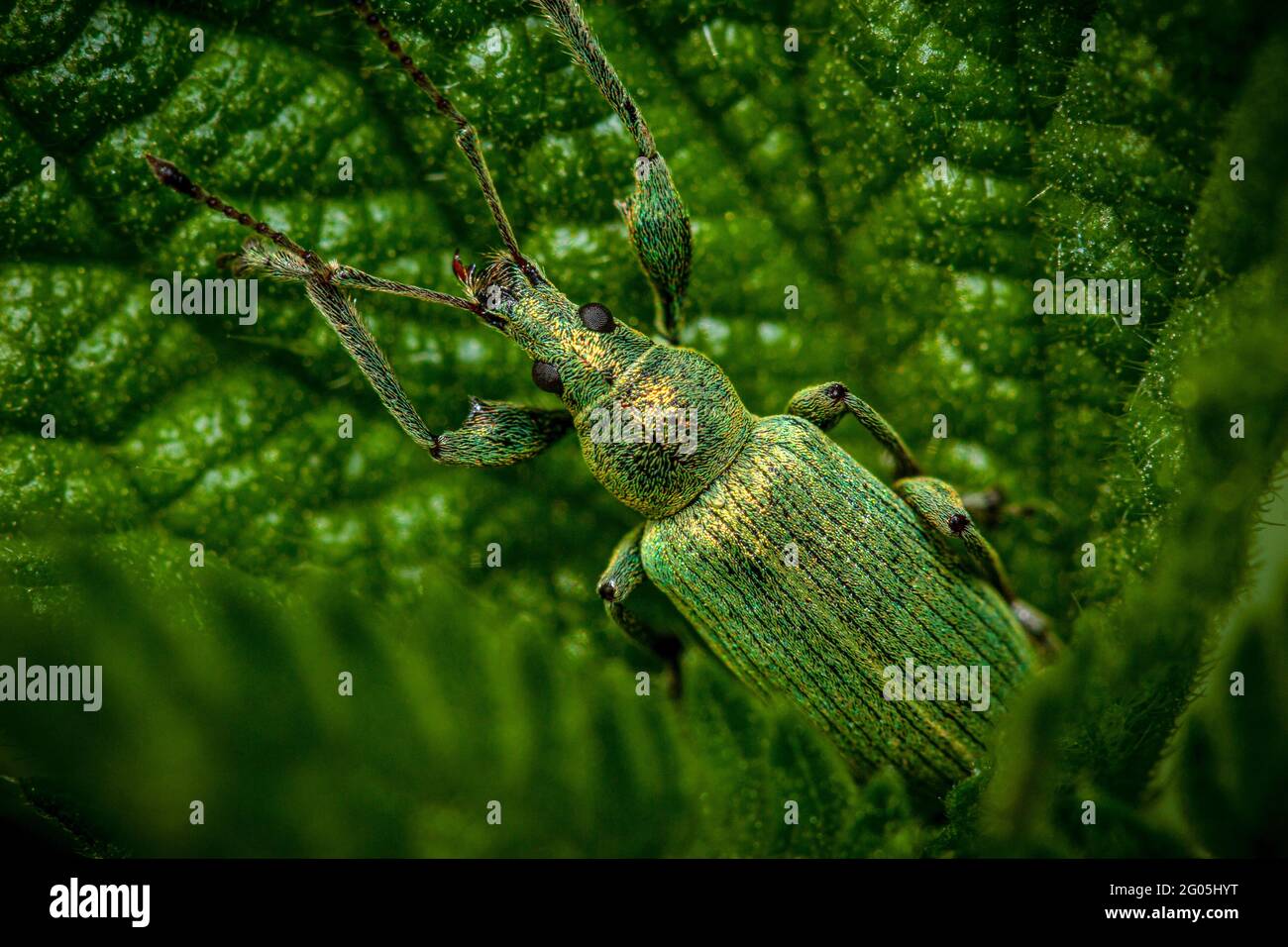 Close up from above on a well camouflaged green beetle on a leaf ...