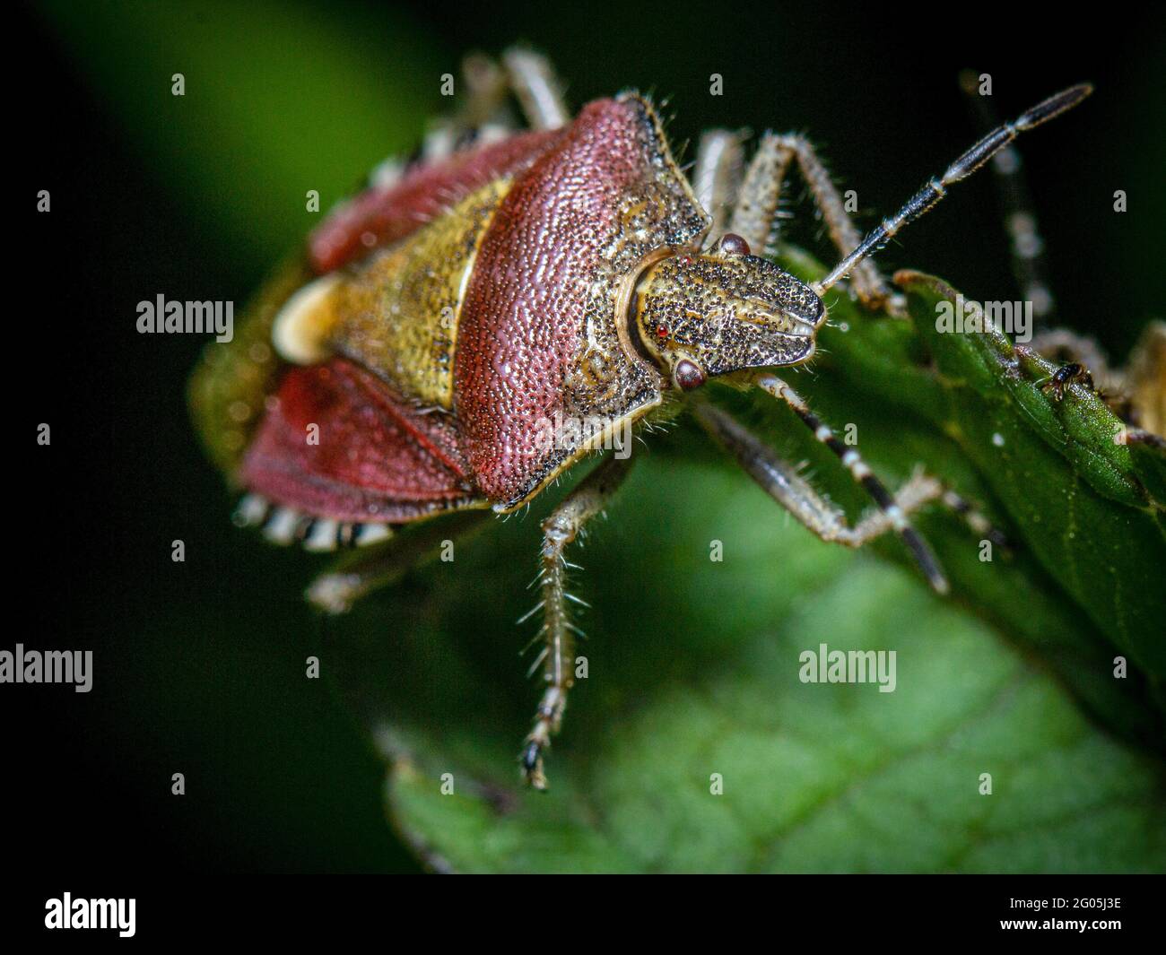 Red shield bug hi-res stock photography and images - Alamy
